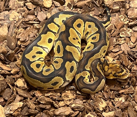 Clown 50% Het Hypo Ball Python by Rustys-balls