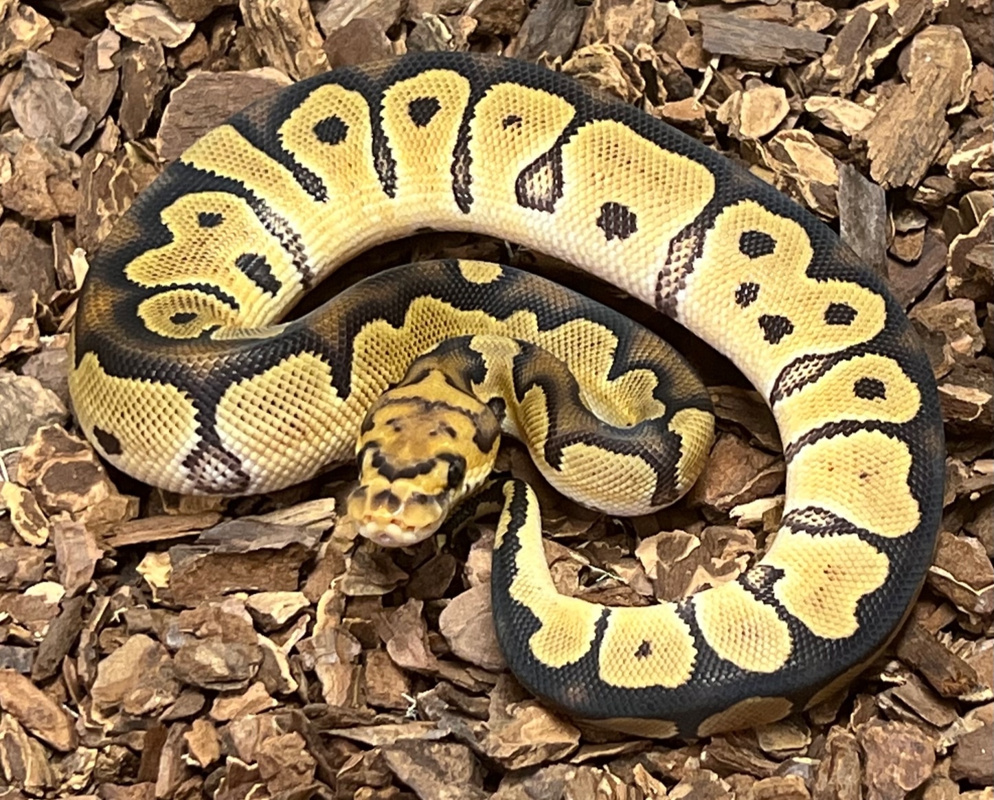 Clown 66% Het Hypo Ball Python by Rustys-balls - MorphMarket