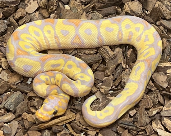 Banana Clown 50% Het Hypo Ball Python by Rustys-balls