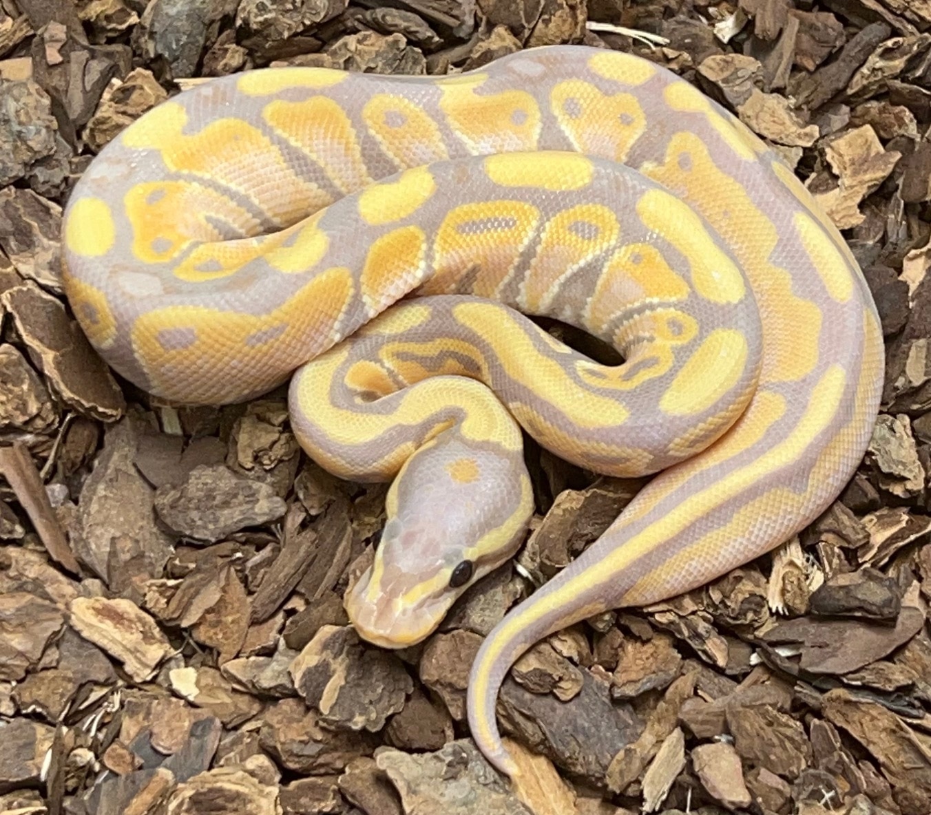 Banana Het Pied Ball Python by Rustys-balls - MorphMarket