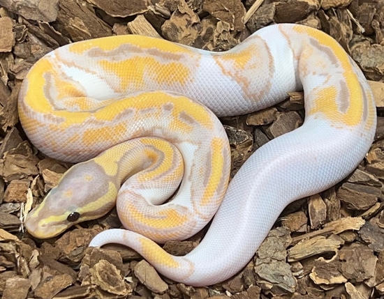 Banana Pied Ball Python by Rustys-balls