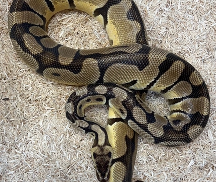 GHI Mojave Clown 50% Het Hypo Ball Python by Rustys-balls - MorphMarket