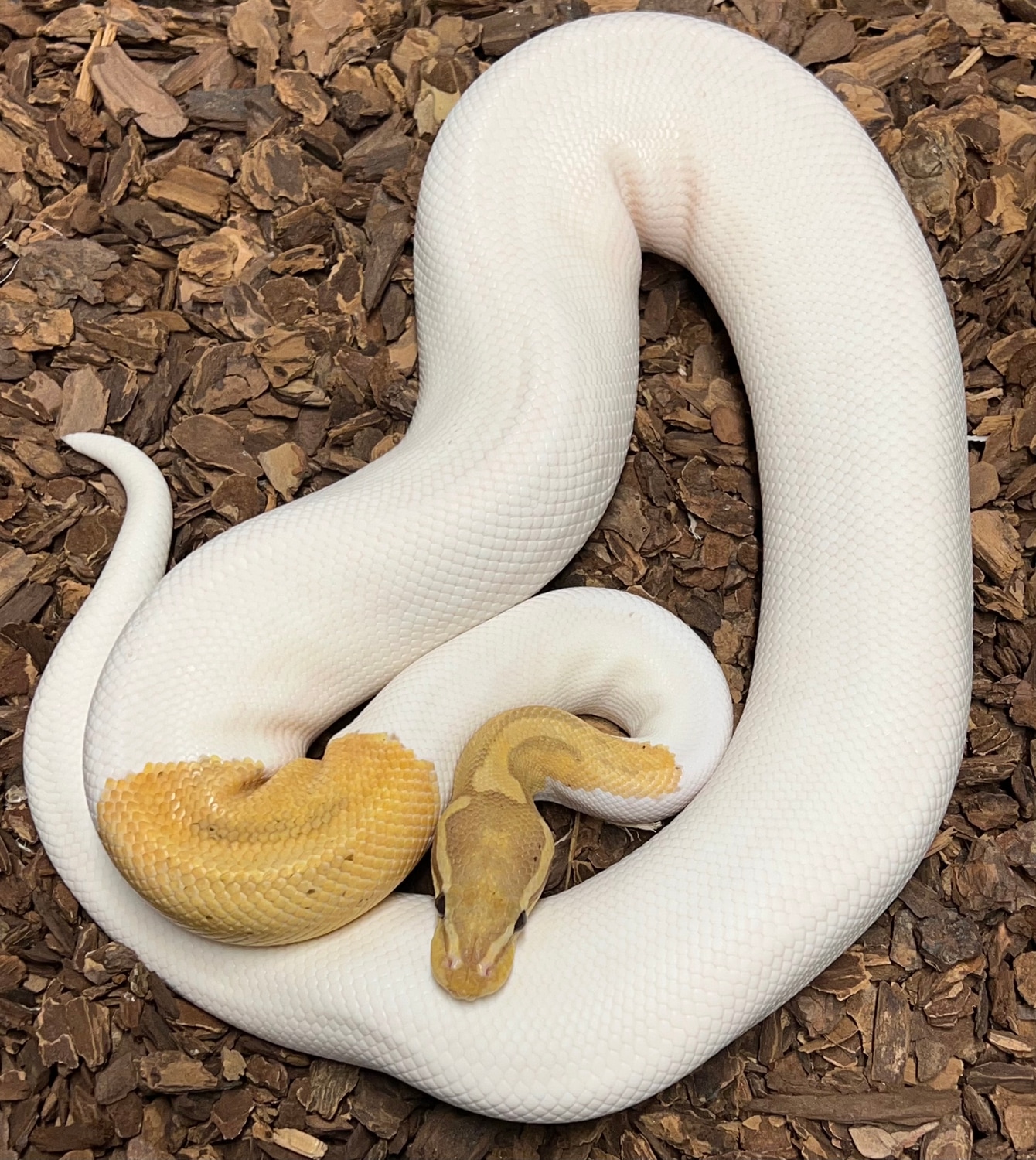 Banana Pied Ball Python by Rustys-balls - MorphMarket
