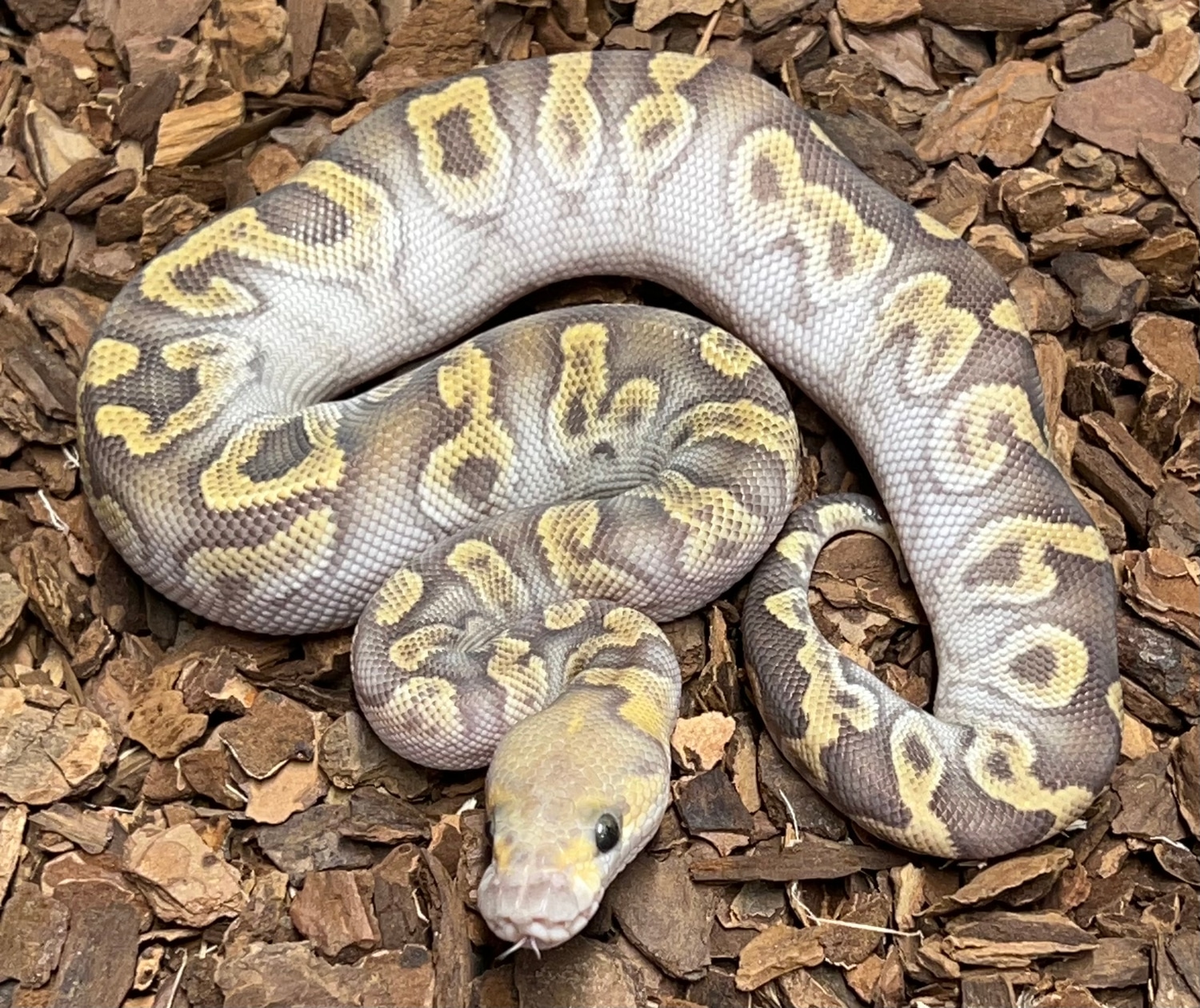 GHI Mojave Clown 66% Het Hypo Ball Python by Rustys-balls - MorphMarket