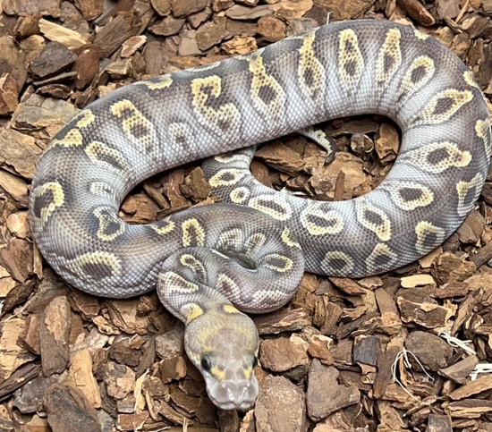GHI Mojave Clown 50% Het Hypo Ball Python by Rustys-balls - MorphMarket