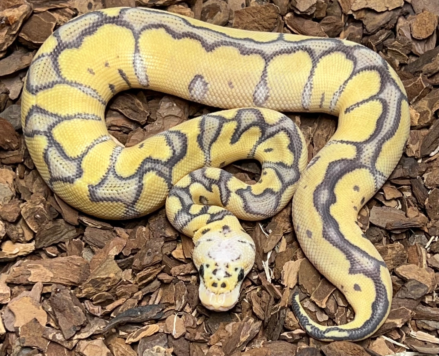 Super Pastel Clown Ball Python by Rustys-balls - MorphMarket