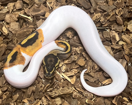 Pied Ball Python by Rustys-balls