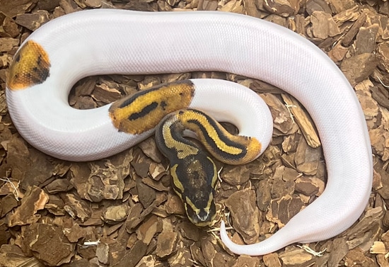 Pied Ball Python by Rustys-balls