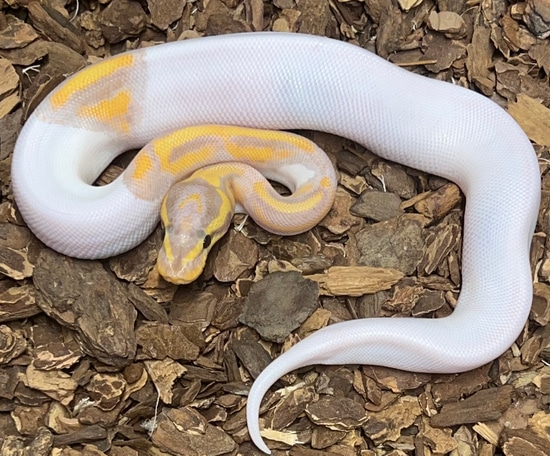 Banana Pied Ball Python by Rustys-balls