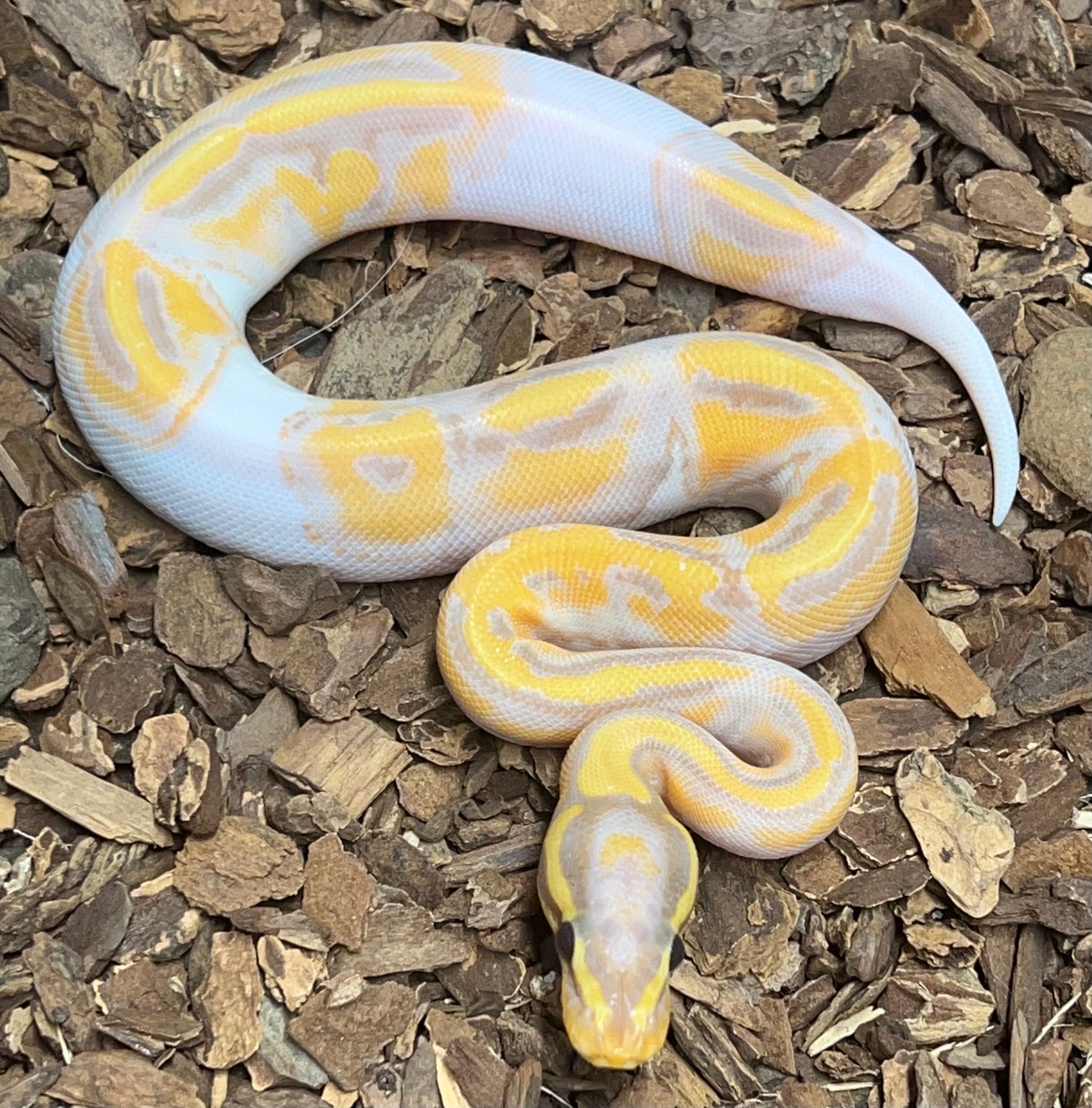Banana Pied Ball Python by Rustys-balls - MorphMarket
