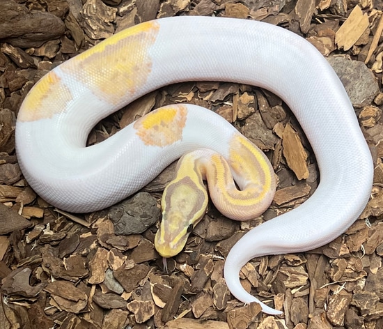 Pastel Banana Pied Ball Python by Rustys-balls