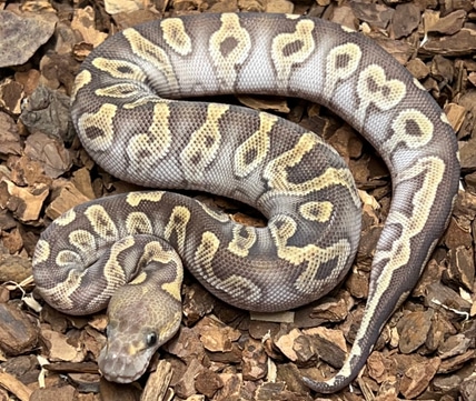 Rustys-balls - MorphMarket