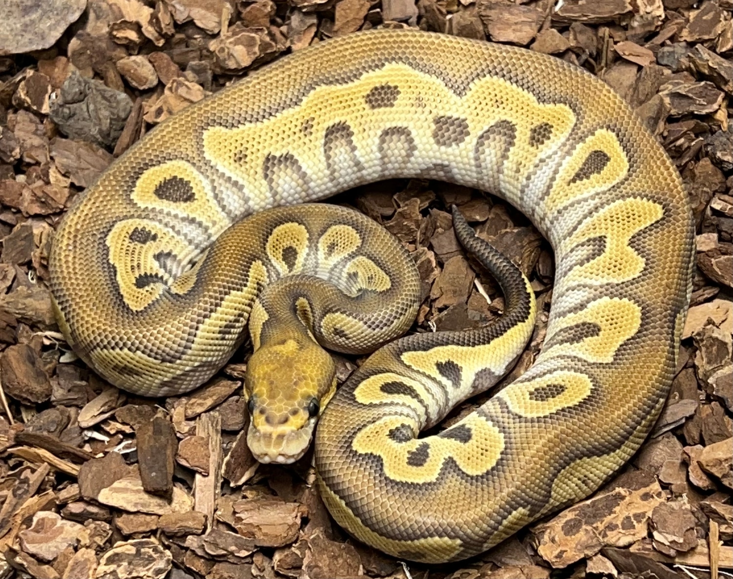 Mojave Clown 66% Het Hypo Ball Python by Rustys-balls - MorphMarket
