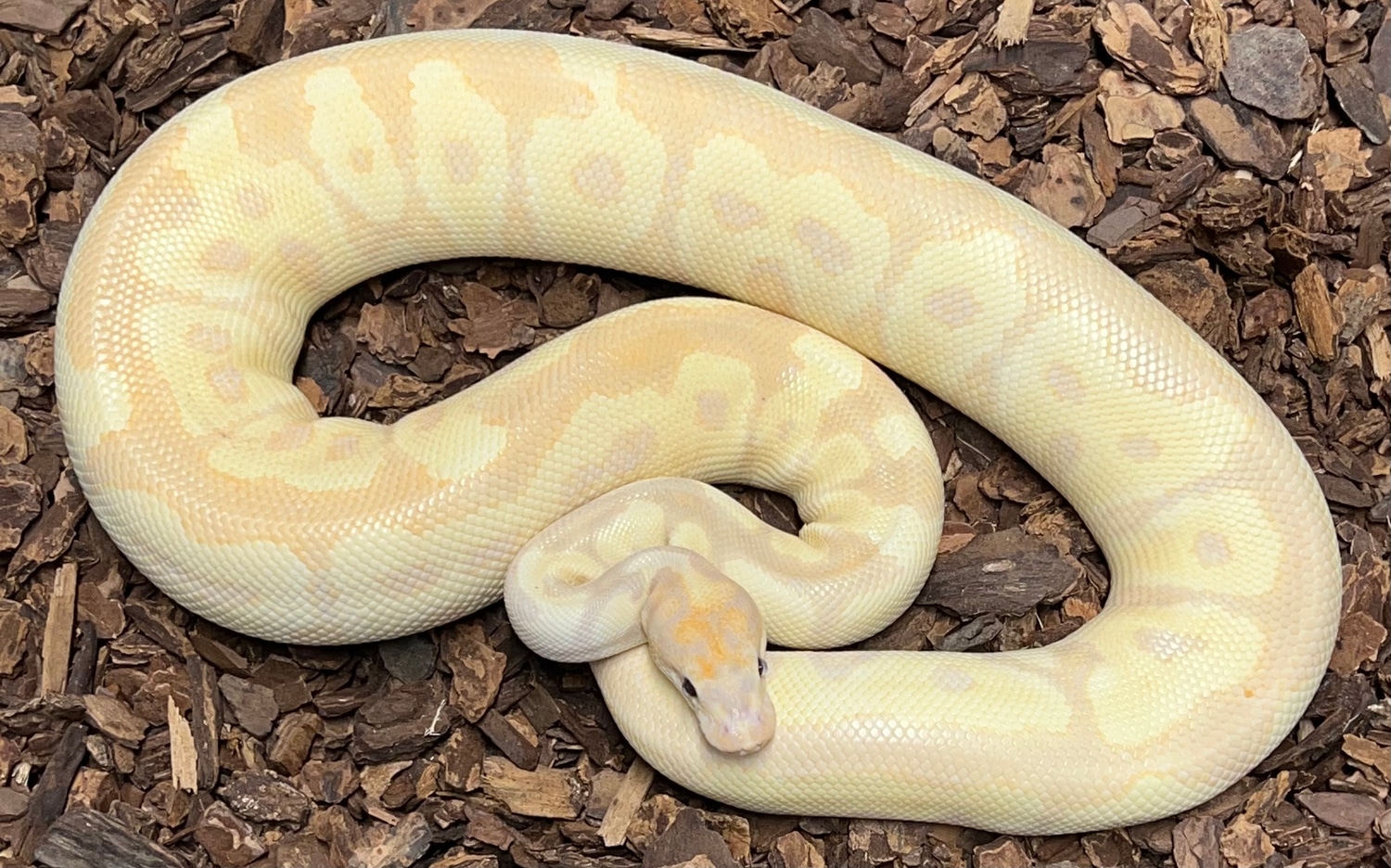 Male Super Banana Clown 50% Het Hypo Ball Python by Rustys-balls ...
