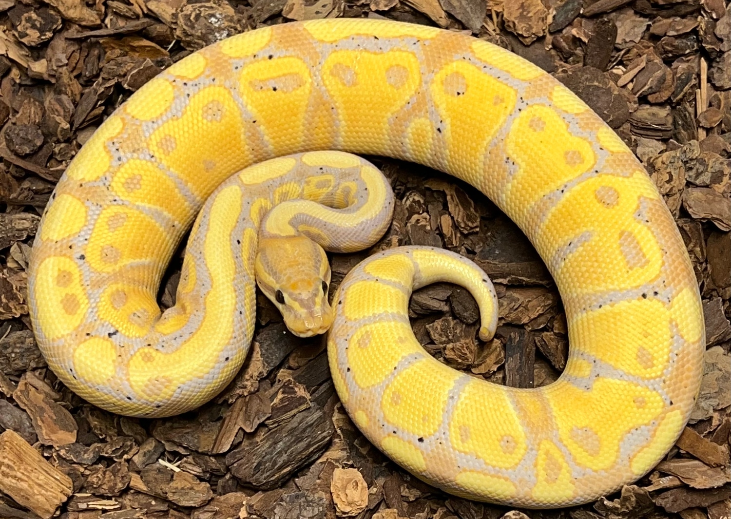 Banana Het Clown 50% Het Hypo Ball Python by Rustys-balls - MorphMarket