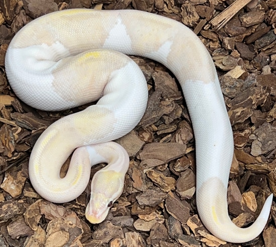 Super Banana Pastel Pied Ball Python by Rustys-balls