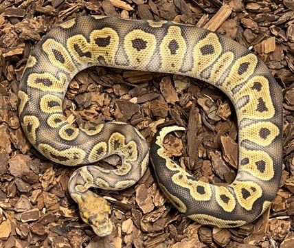 Hypo Mojave GHI Clown Ball Python by Rustys-balls - MorphMarket