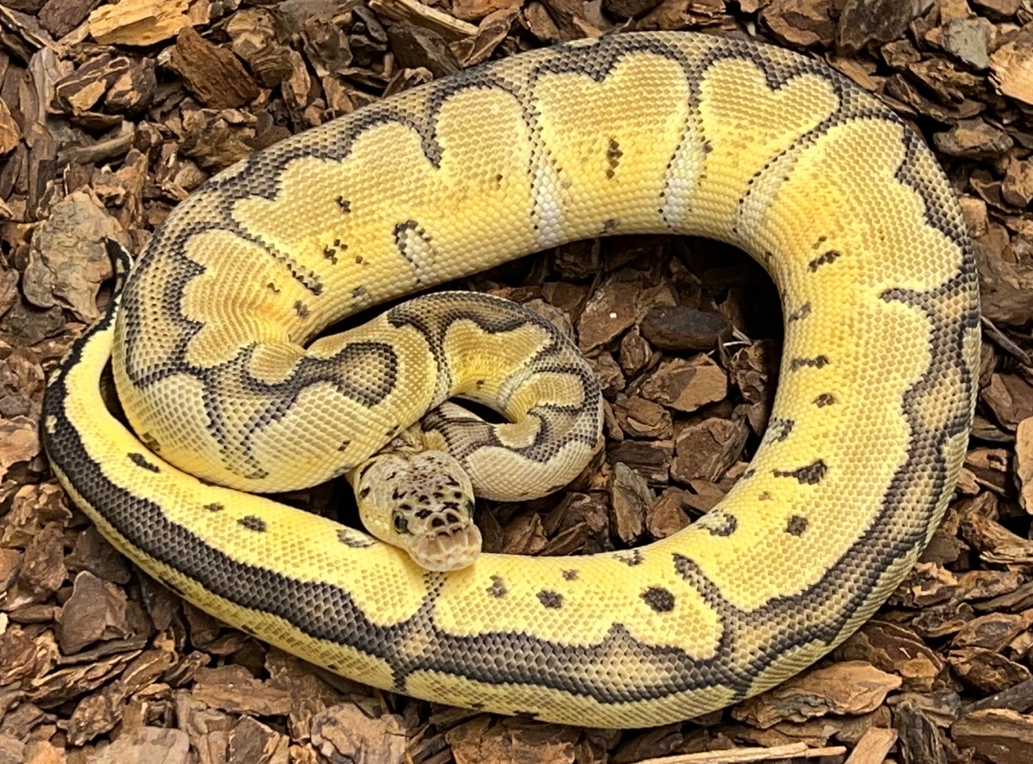 Pastel Clown Ball Python by Rustys-balls - MorphMarket