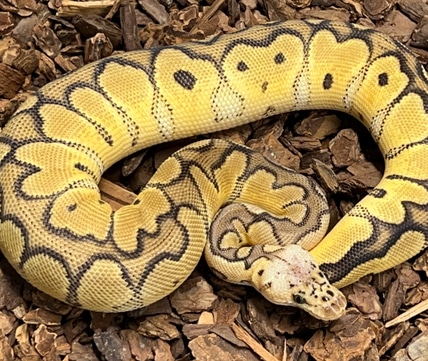 Hypo Mojave GHI Clown Ball Python by Rustys-balls - MorphMarket