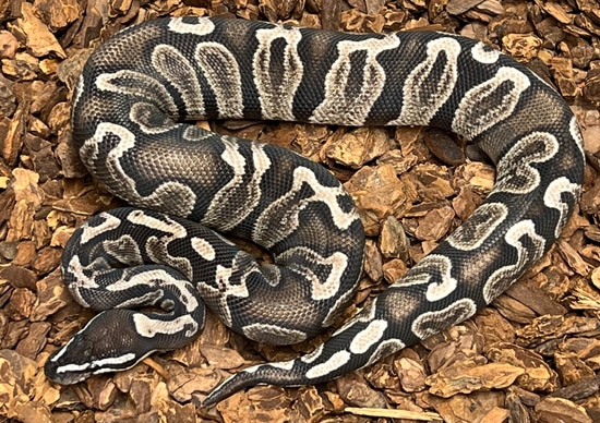 GHI Axanthic Ball Python by Rustys-balls