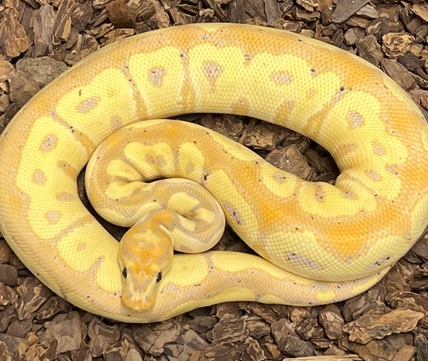 GHI Mojave Clown 50% Het Hypo Ball Python by Rustys-balls - MorphMarket