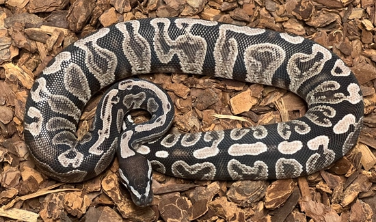 Axanthic VPI GHI Ball Python by Rustys-balls