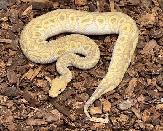 Hypo Mojave GHI Clown Ball Python by Rustys-balls