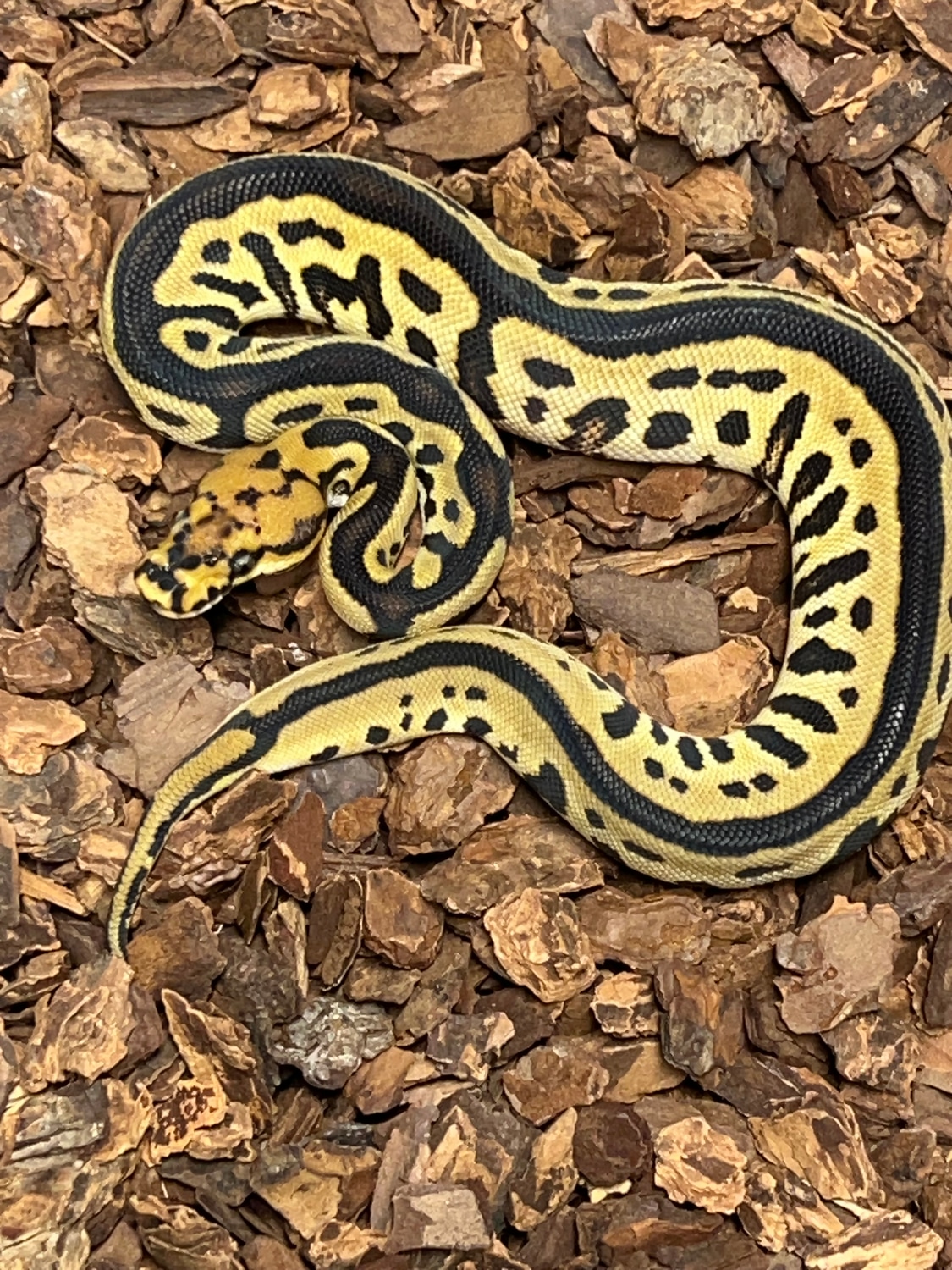 Batman Ball Python by Rustys-balls - MorphMarket