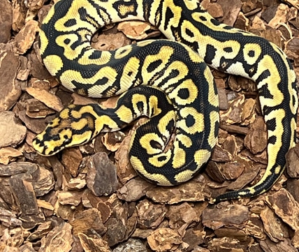 GHI Mojave Clown 50% Het Hypo Ball Python by Rustys-balls - MorphMarket