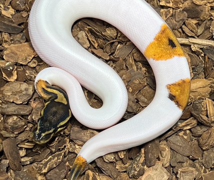 GHI Mojave Clown 50% Het Hypo Ball Python by Rustys-balls - MorphMarket