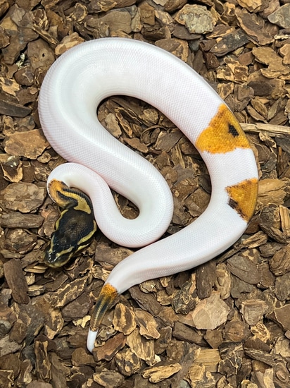 Pied Ball Python by Rustys-balls