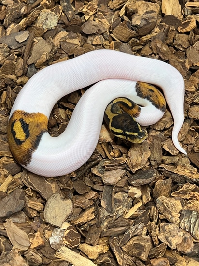 Pied Ball Python by Rustys-balls