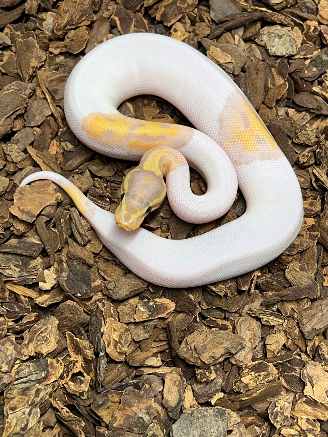 Banana Pied Ball Python by Rustys-balls - MorphMarket