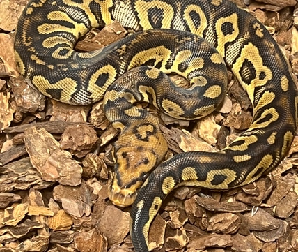 GHI Mojave Clown 50% Het Hypo Ball Python by Rustys-balls - MorphMarket