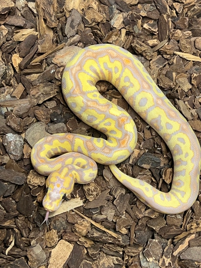 Banana Spotnose (Female Maker) Pos Fire Pos Leopard Ball Python by Rustys-balls