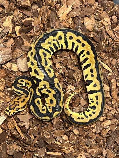 Batman Ball Python by Rustys-balls