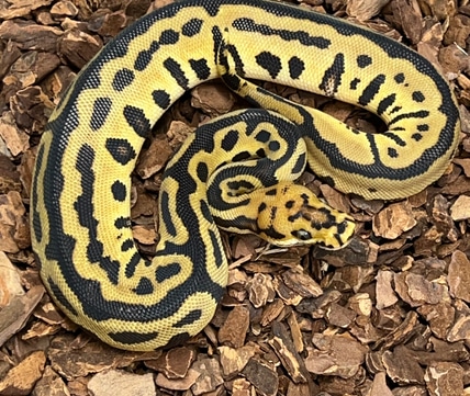 GHI Mojave Clown 50% Het Hypo Ball Python by Rustys-balls - MorphMarket
