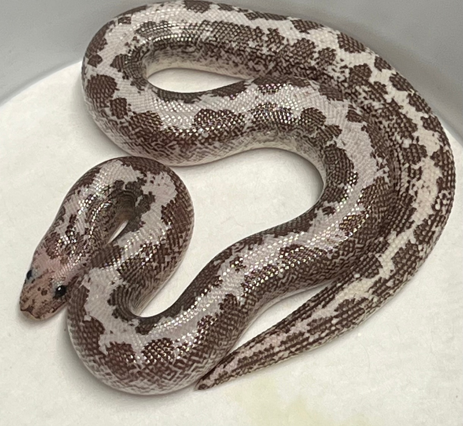 Anery Stripe Kenyan Sand Boa by Rustys-balls - MorphMarket