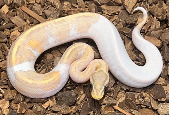 Pastel Banana Pied Ball Python by Rustys-balls