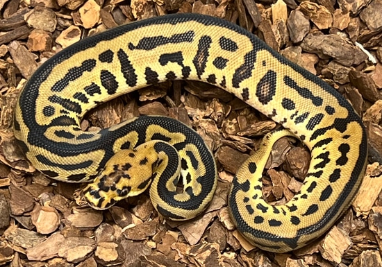 Batman Ball Python by Rustys-balls