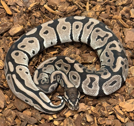 Axanthic VPI Ball Python by Rustys-balls