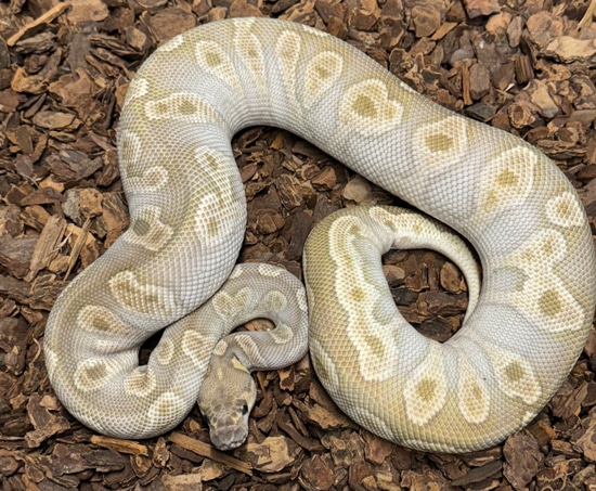 GHI Mojave Clown 66% Het Hypo Ball Python by Rustys-balls