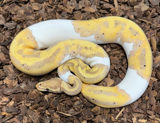 Banana Pied Ball Python by Rustys-balls