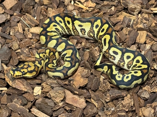 Clown Spotnose Yellow Belly Ball Python by Rustys-balls