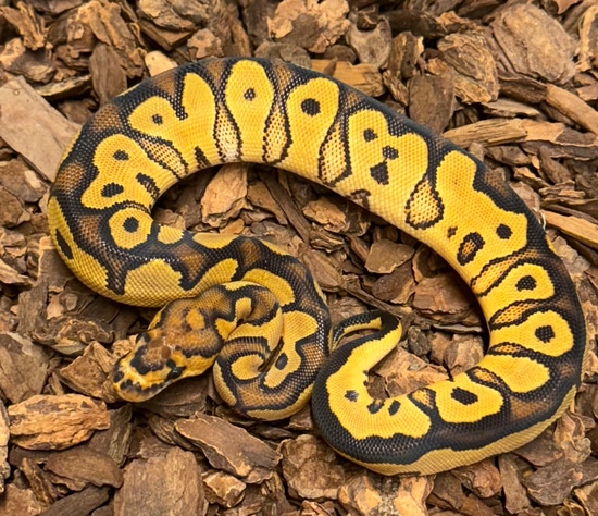 Clown Ball Python by Rustys-balls
