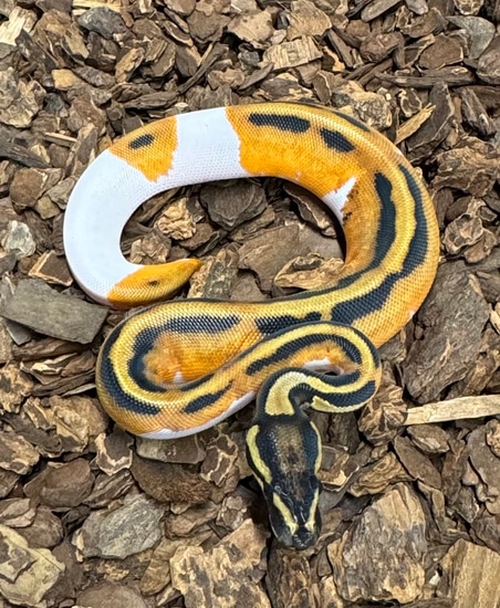 Orange Dream Pied Ball Python by Rustys-balls