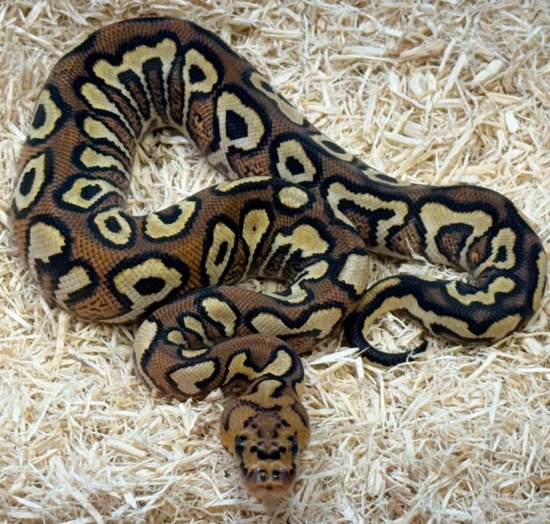 Pompeii Ball Python by Rustys-balls