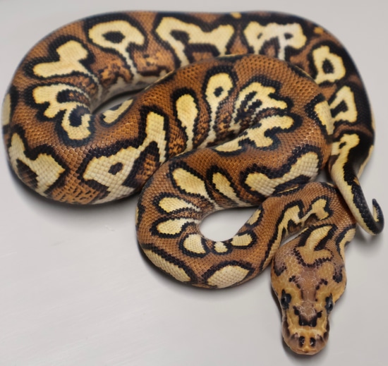 Pompeii Ball Python by Rustys-balls