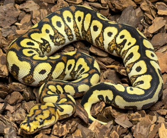 Spotnose Yellow Belly Clown Ball Python by Rustys-balls