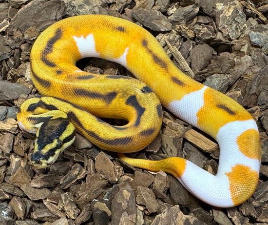 Orange Dream Enchi Leopard Pied Ball Python by Rustys-balls